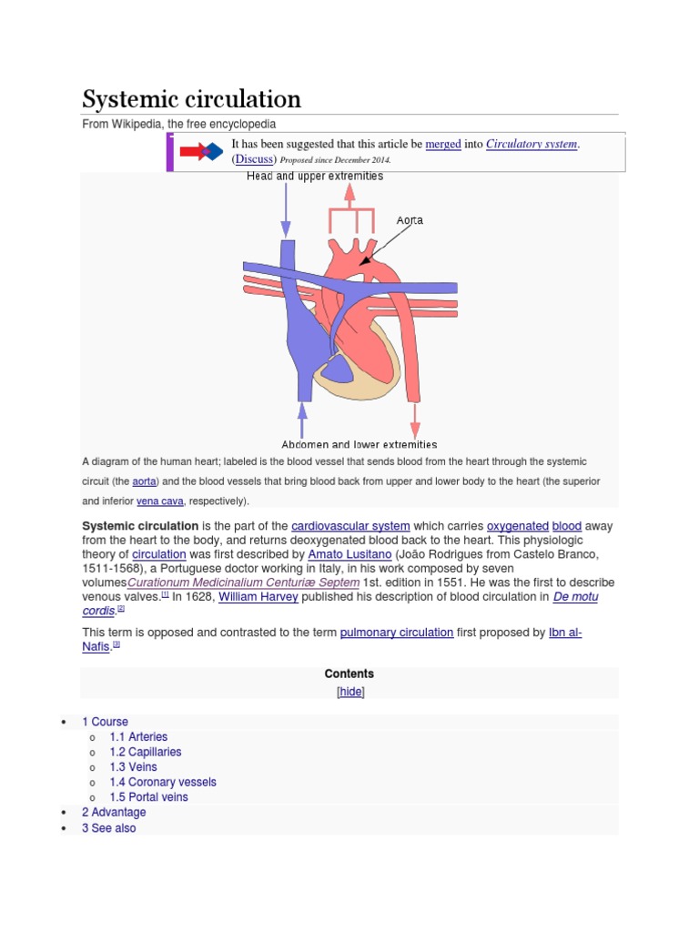 Systemic Circulation | PDF | Circulatory System | Vein