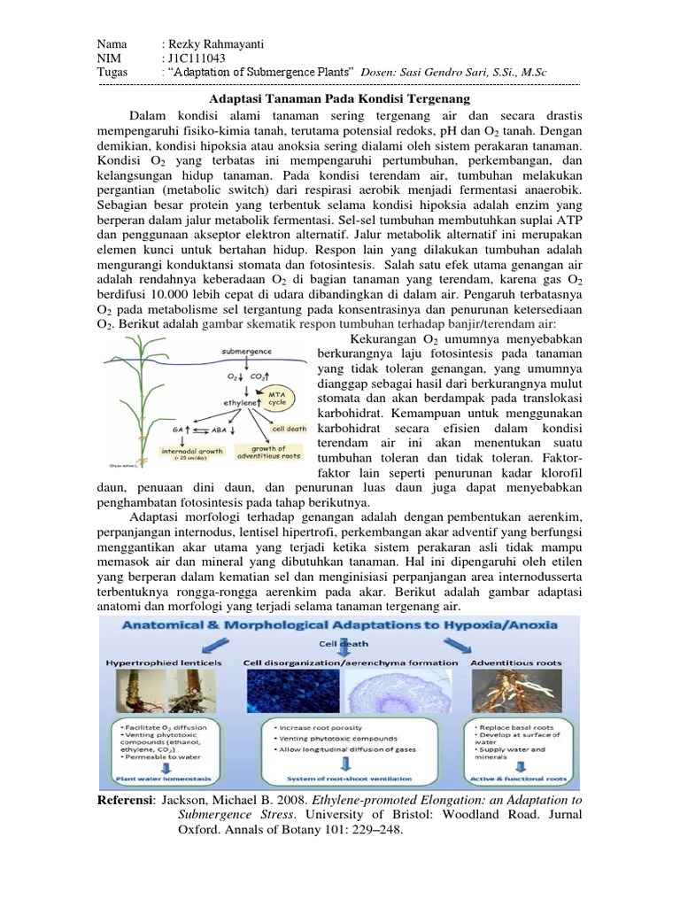 Adaptasi Tanaman Pada Kondisi Tergenang | PDF