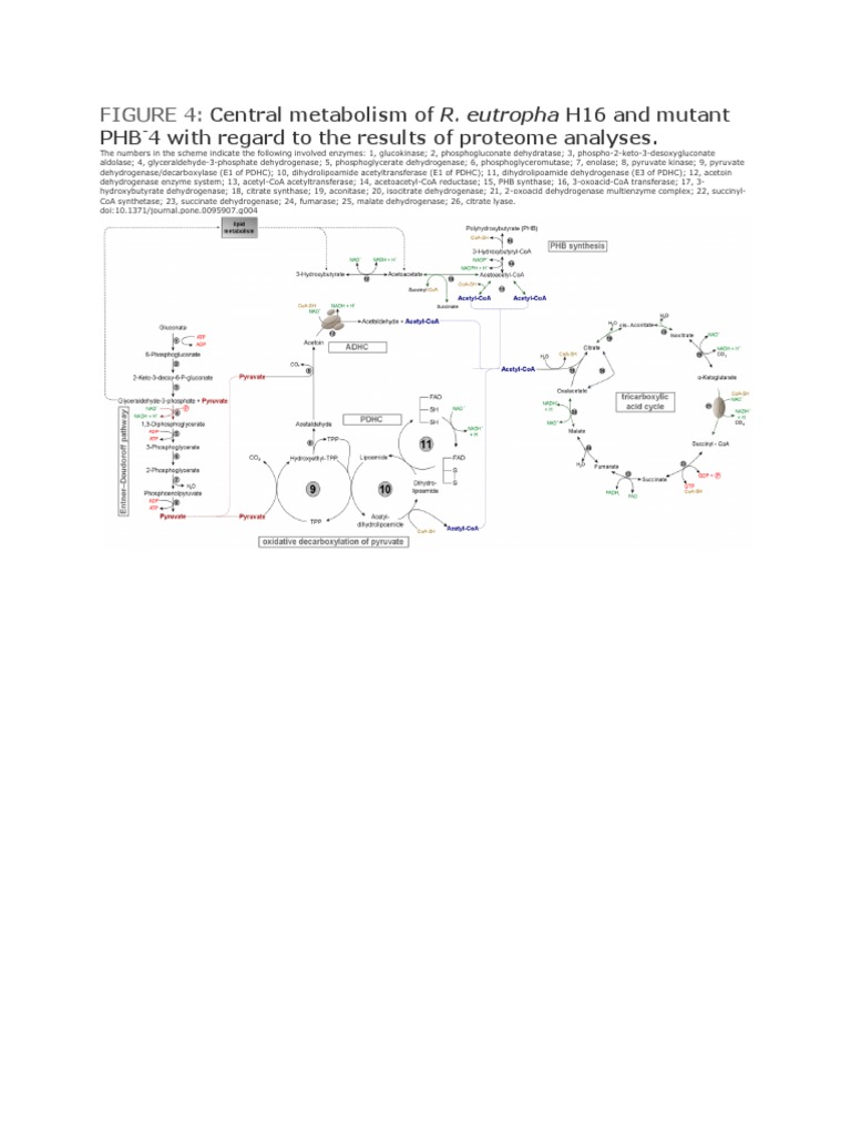 PHB Metabolism Pathway | PDF