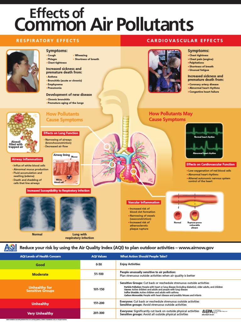 Effects Of: Common Air Pollutants | PDF | Respiratory Tract | Air Pollution