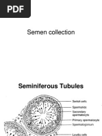 Penis Enlargement Fore Note | PDF | Penis | Circumcision