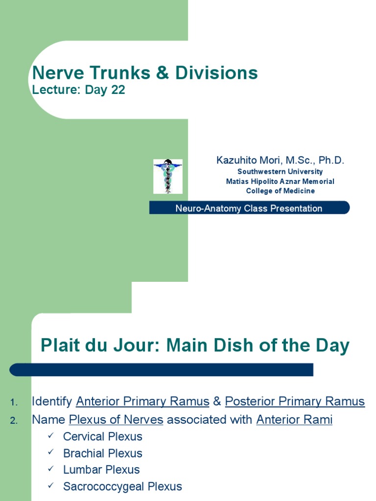 Neuro Anatomy Nerve Trunks | PDF | Human Anatomy | Vertebral Column