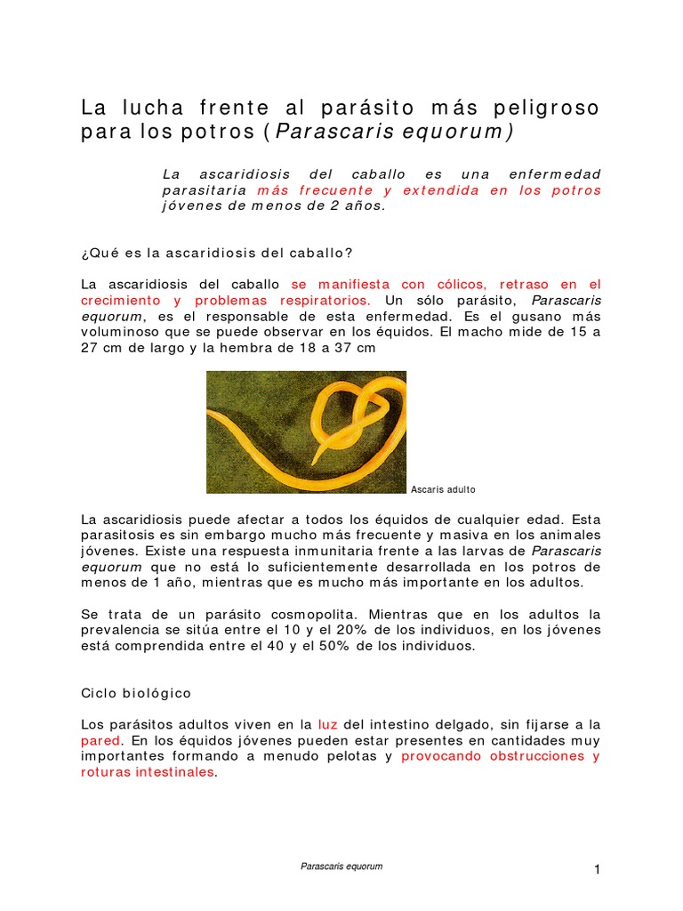 Ciclo de vida de Parascaris equorum | PDF