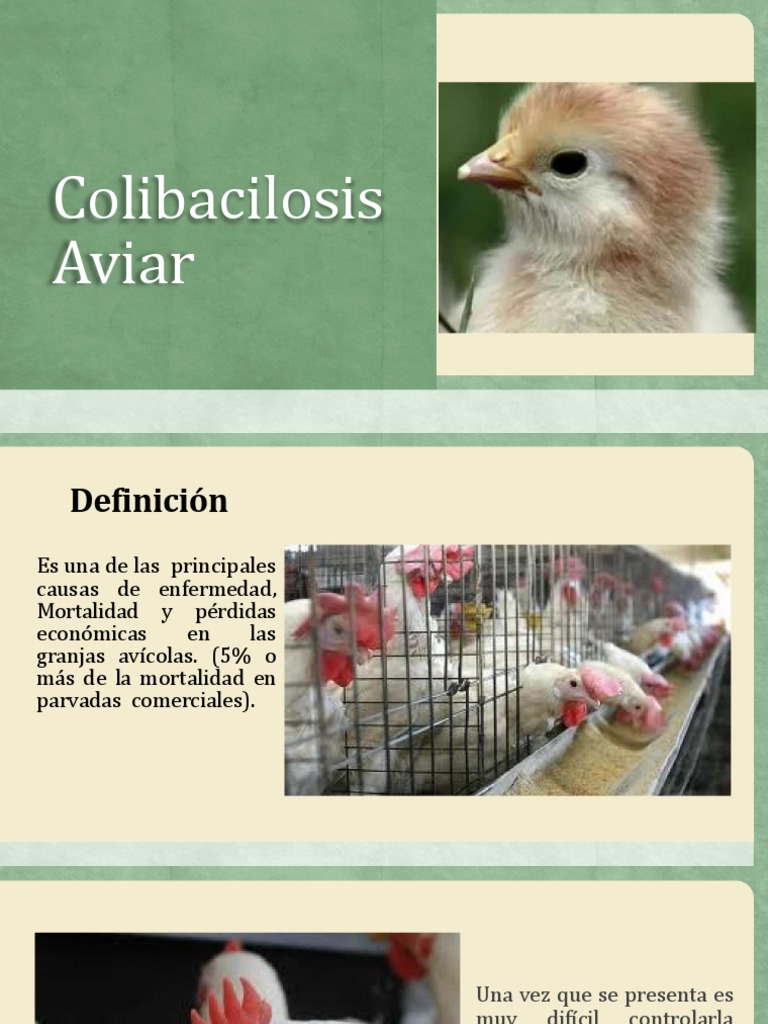 Colibacilosis aviar | Escherichia coli | Las bacterias