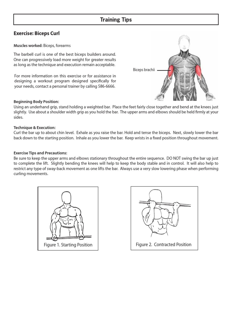 Biceps Curl Technique and Tips | PDF