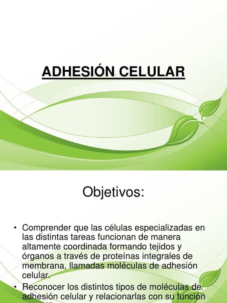 Exposicion Adhesion Celular | PDF | Anatomía Celular | Biología Molecular