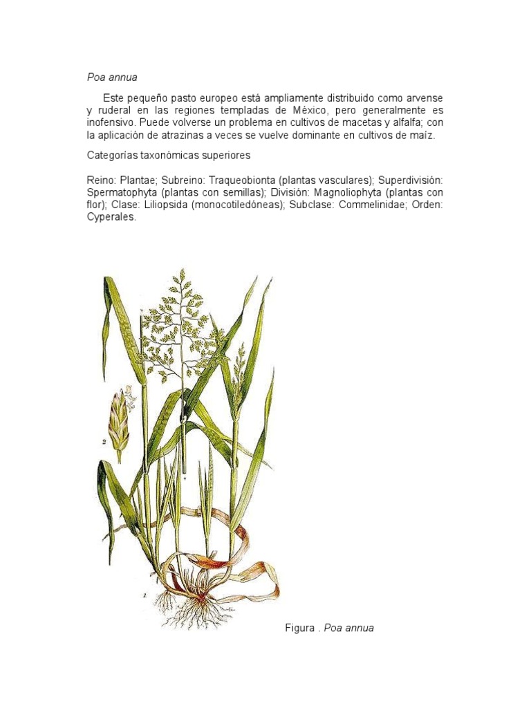 Poa Annua | PDF | Hoja | Plantas