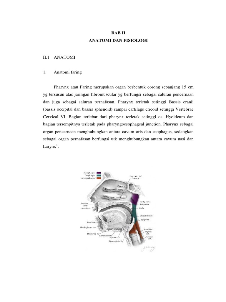 Anatomi Faring Esofagus | PDF