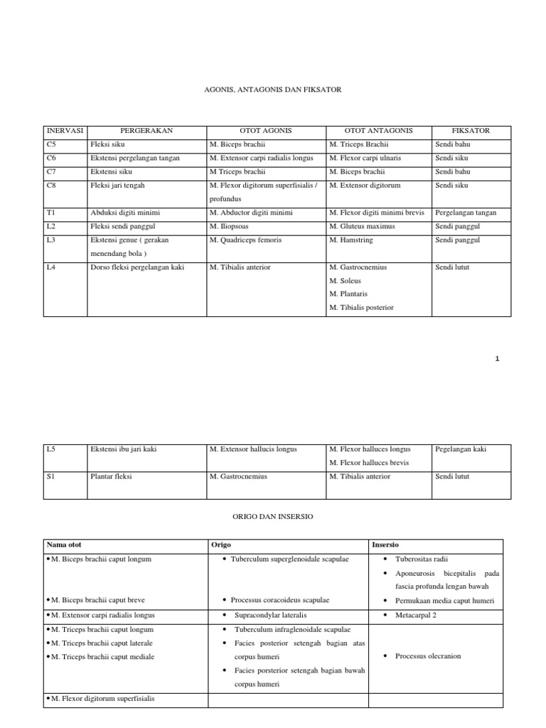 Origo dan Insersio Otot Manusia | PDF