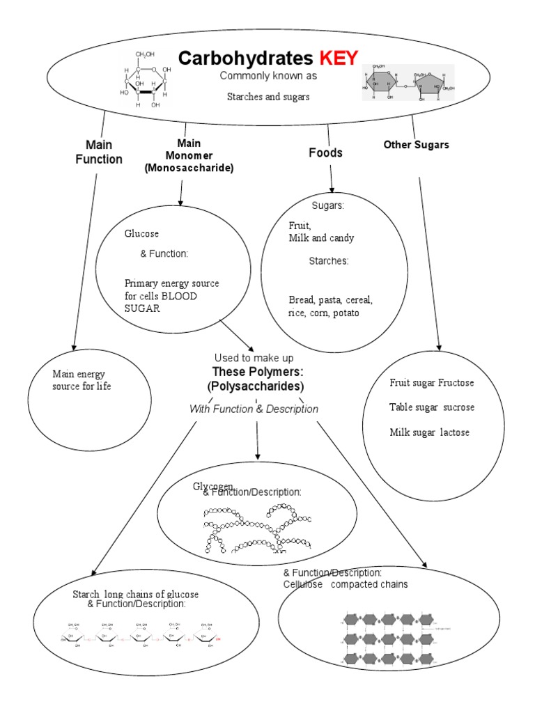 Carbohydrate Concept Map Manipulative | PDF | Polysaccharide ...