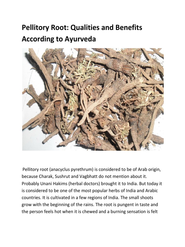 Pellitory Root Qualities and Benefits According to Ayurveda | Ayurveda ...