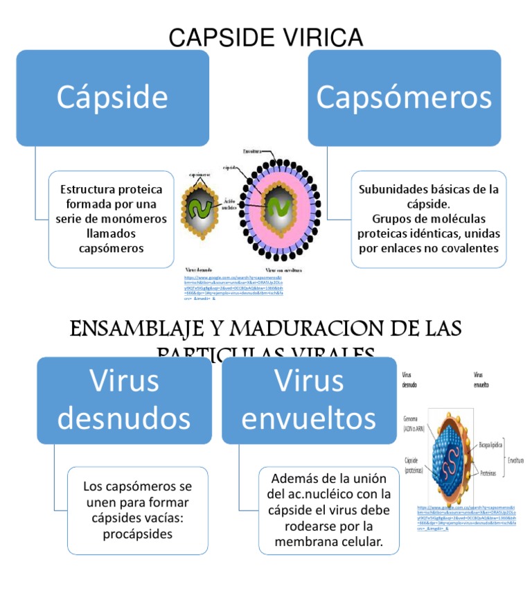 Capside Virica | PDF | Computadoras