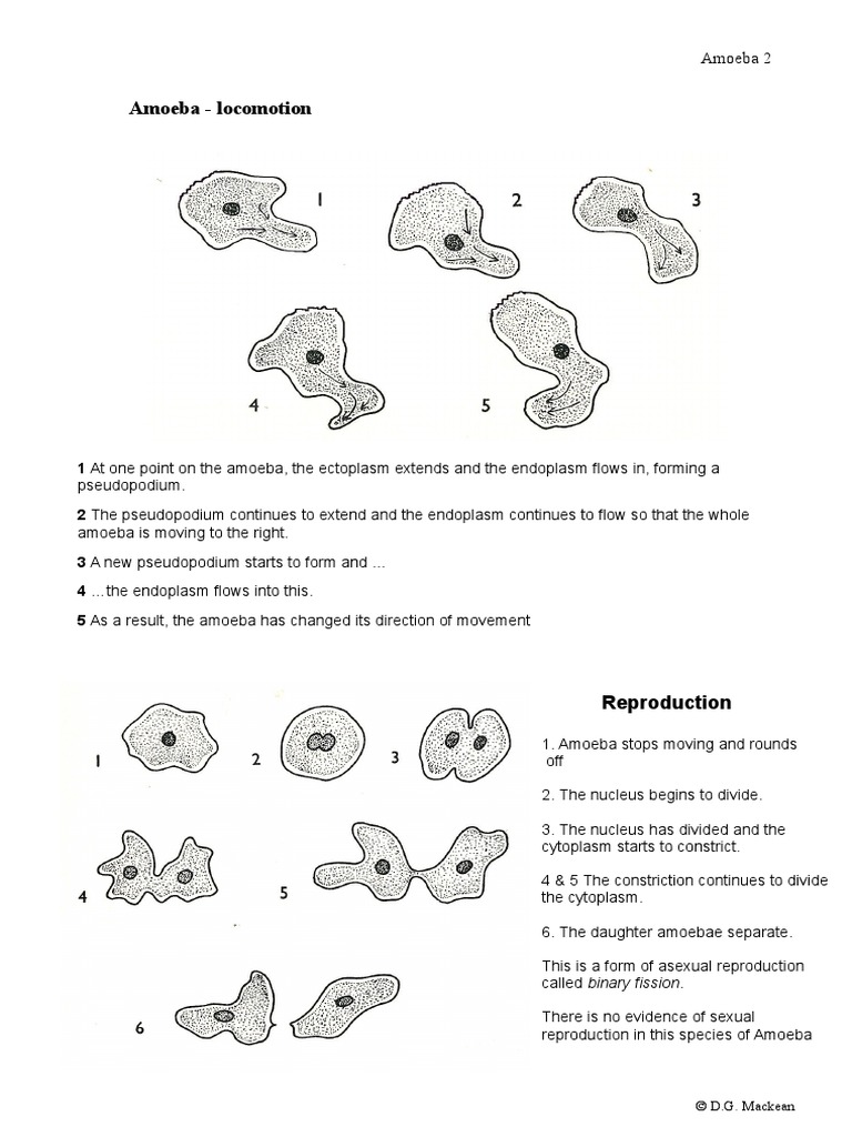 Amoeba Locomotion and Reproduction | PDF