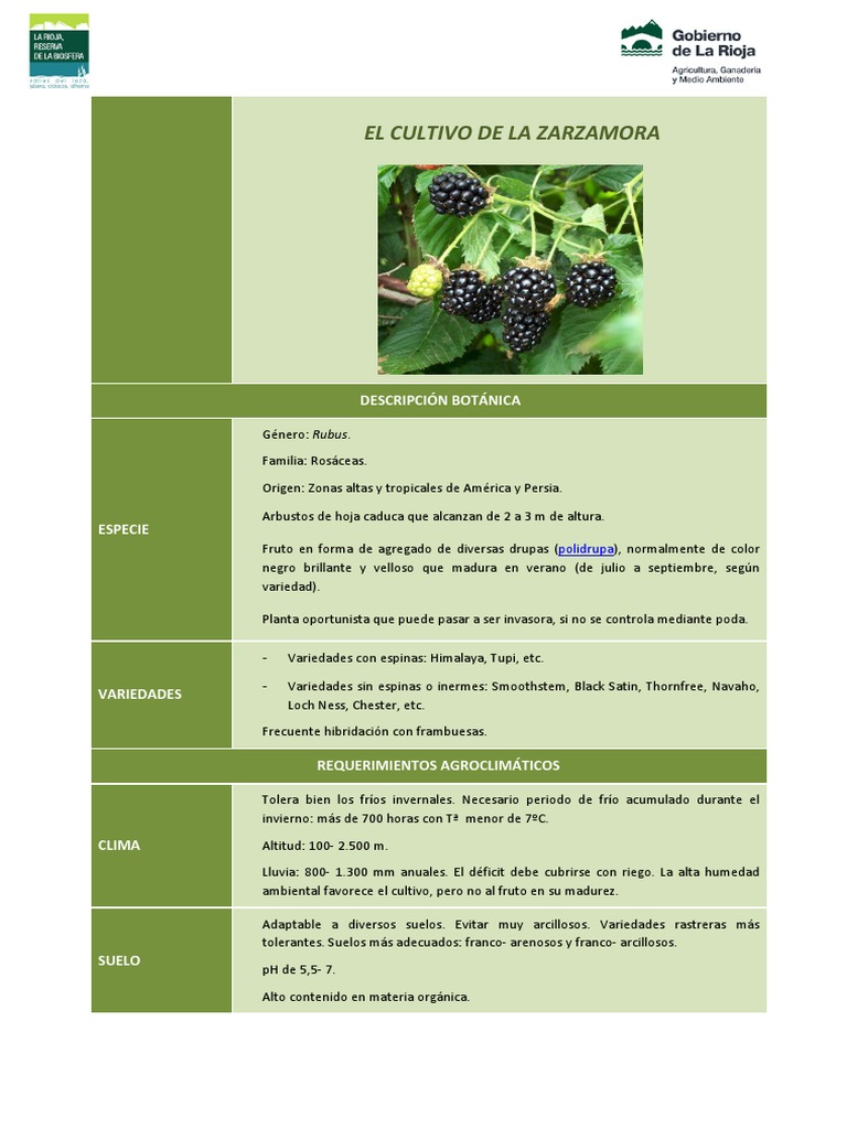 Guía Completa sobre el Cultivo de Zarzamora | PDF | Fungicida | Riego