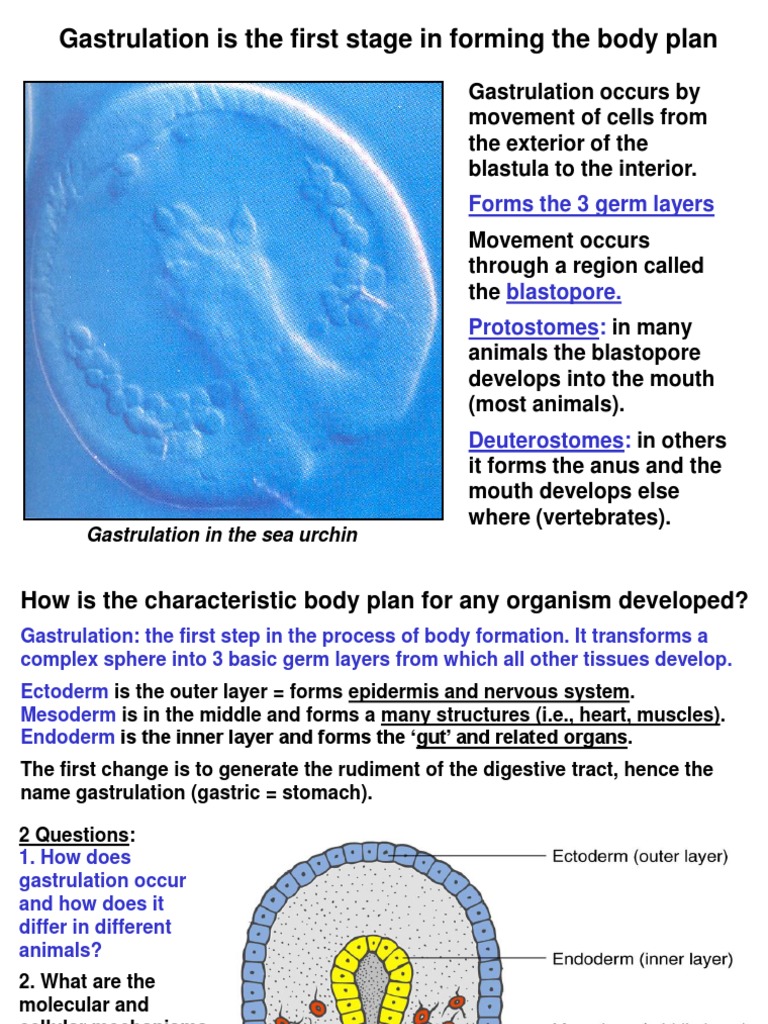 07 Gastrulation Biology | PDF | Biological Processes | Zoology