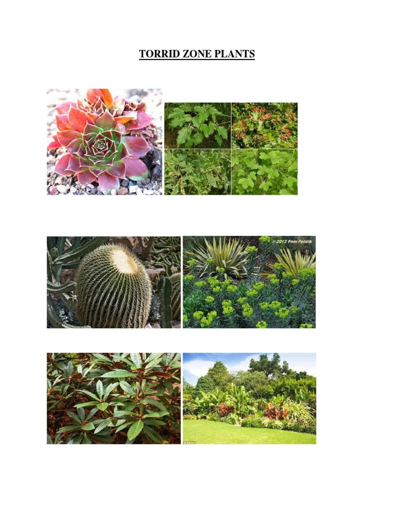 Torrid Zone | PDF | Tropics | Climate