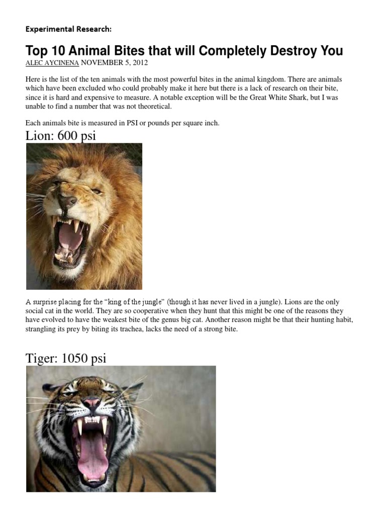 Lion Bite Force: 600 PSI Explained | PDF | Crocodile | Hippopotamus