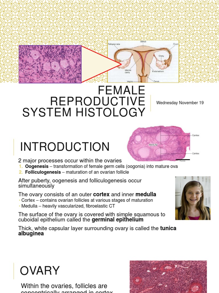 Female Reproductive System Histology | PDF | Ovary | Epithelium