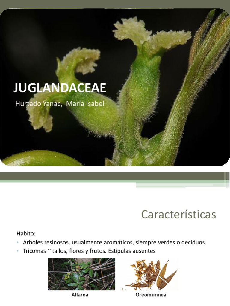 Características y usos de la familia Juglandaceae | PDF | Arboles ...