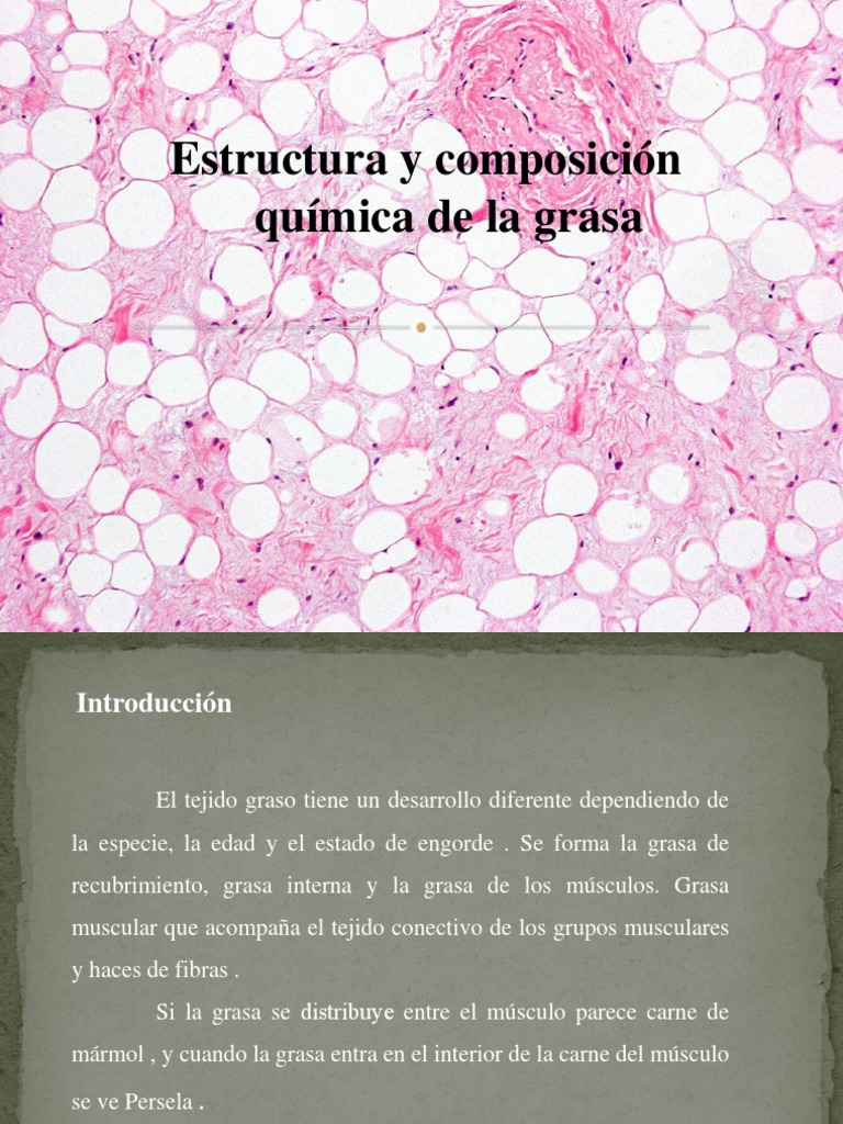 Estructura y composición química de la grasa | Lípido | Tejido adiposo