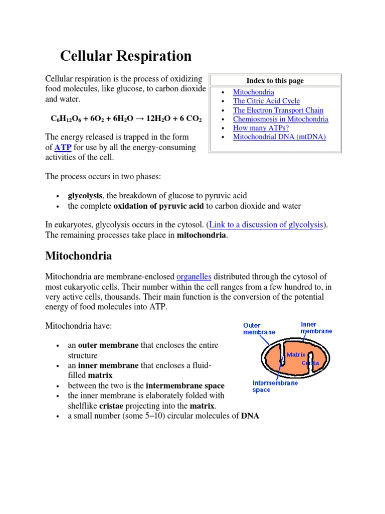 Cellular Respiration: Mitochondria | PDF | Electron Transport Chain ...