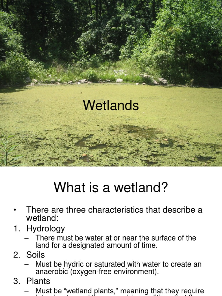 Understanding Wetlands: Characteristics, Types, Functions and ...