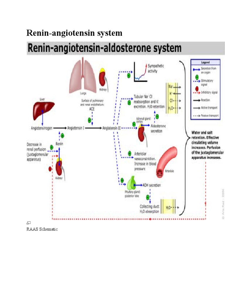 RAAS | PDF | Angiotensin | Animal Anatomy