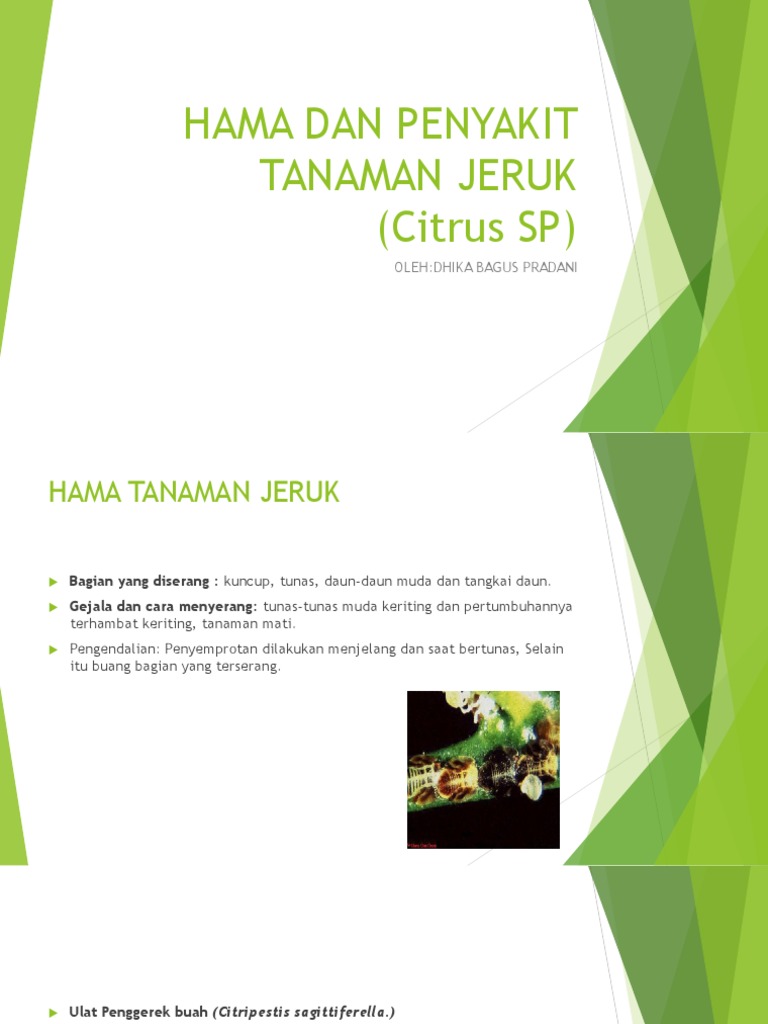 Pengendalian Hama Jeruk | PDF
