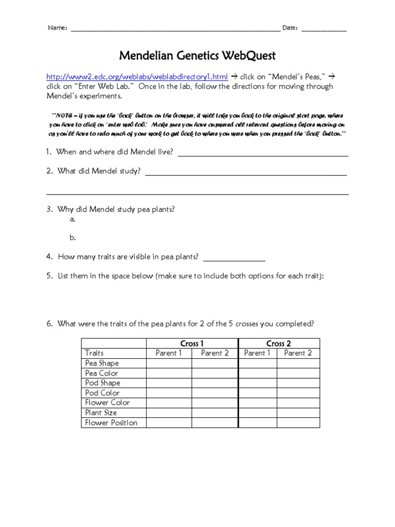 Mendelian 20 Genetics 20 Webquest | PDF | Pea | Dominance (Genetics)