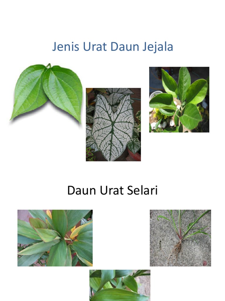 Jenis Urat Daun Jejala | PDF