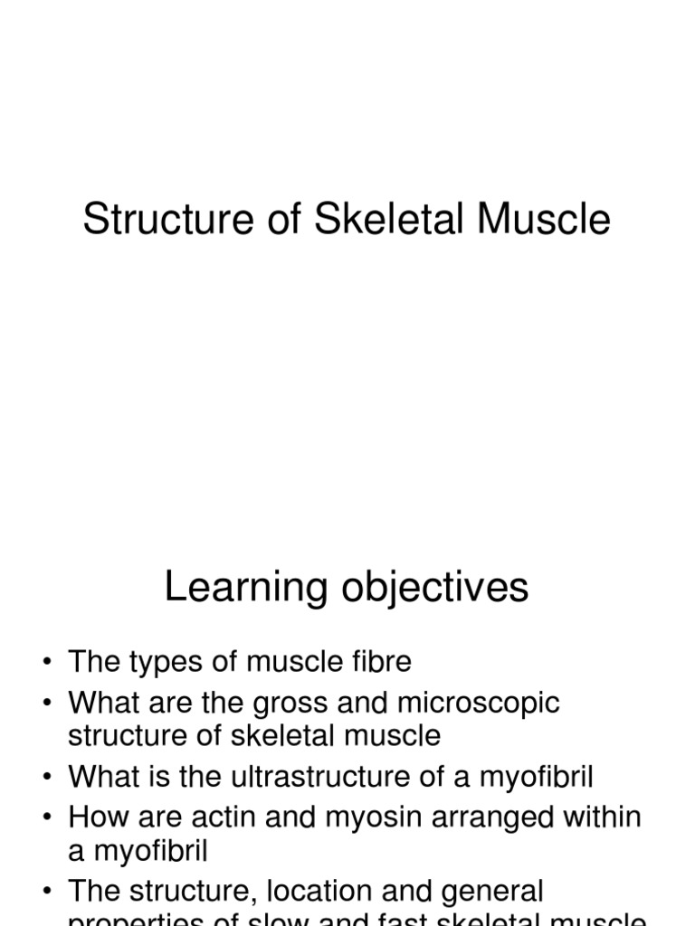 The Microscopic Structure and Contraction Mechanism of Skeletal Muscle ...