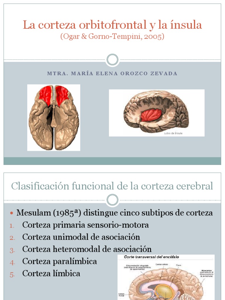 La Corteza Orbitofrontal y La Ínsula | PDF | Corteza Insular | Corteza cerebral