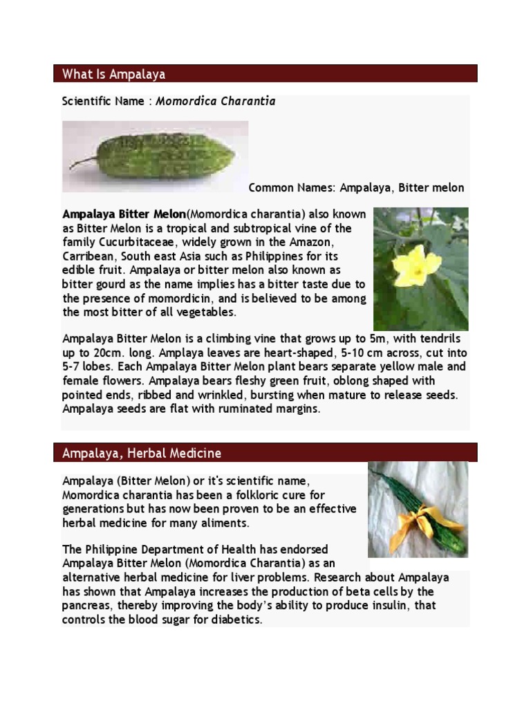 What Is Ampalaya | PDF | Wellness | Medical