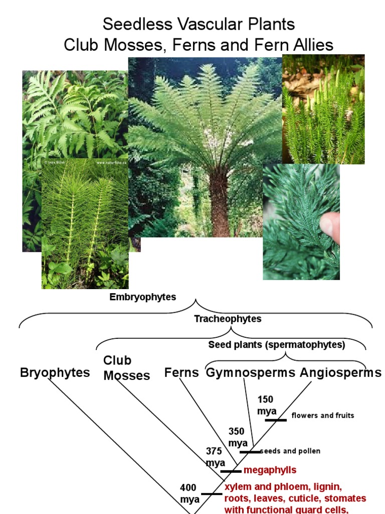Seedless Vascular Plants Club Mosses, Ferns and Fern Allies | PDF ...