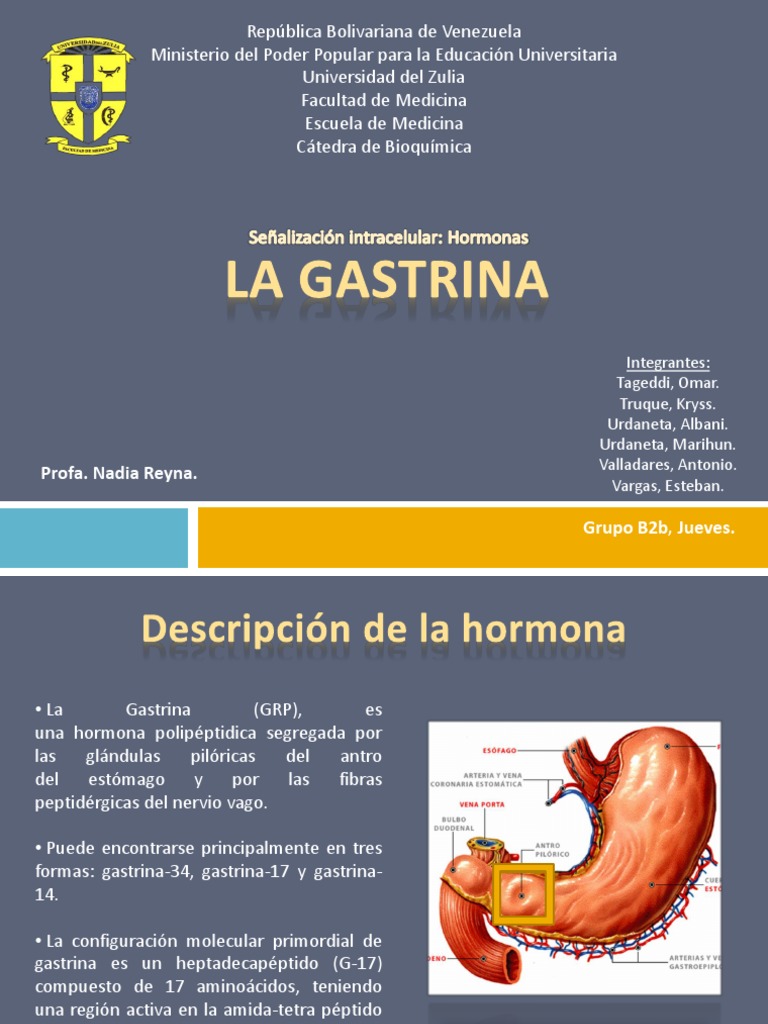 La función y regulación de la gastrina en la digestión | PDF ...