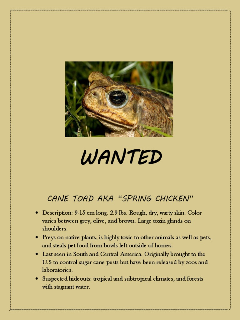 Wanted: Cane Toad Invasive Species | PDF