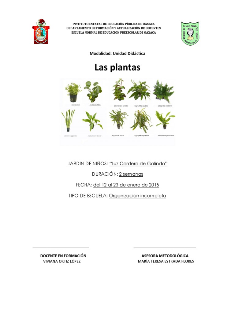 Clasificación y Usos de las Plantas | PDF | Plantas | Botánica