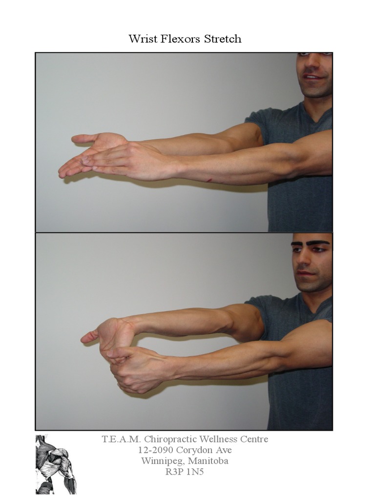 Wrist Flexors Stretch | PDF | Hand | Anatomical Terms Of Motion