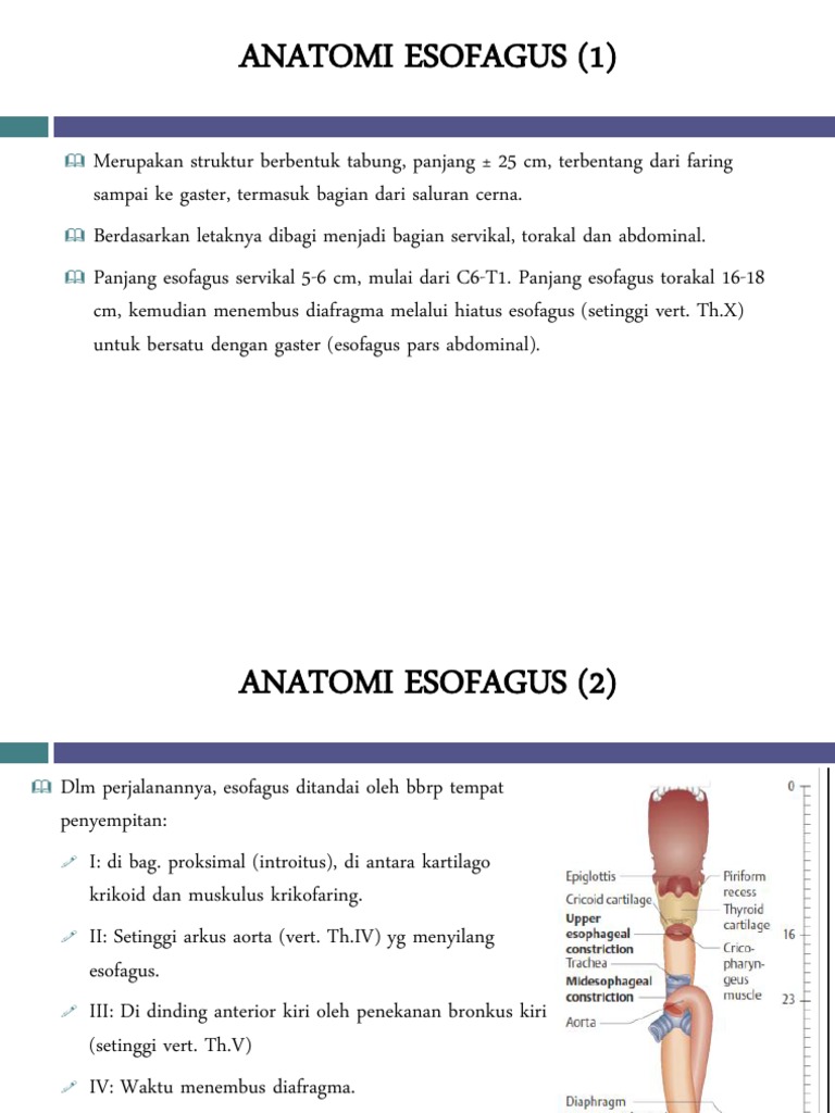 Anatomi Esofagus | PDF