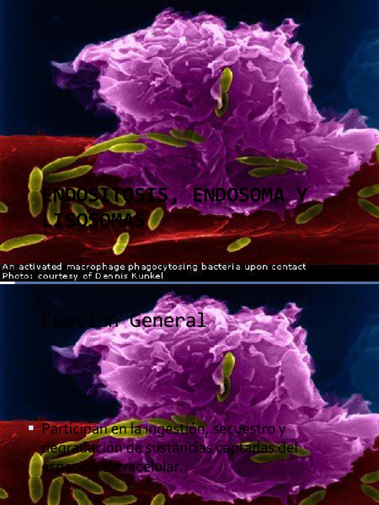 Endositosis, Endosoma y Lisosomas30-Ago | PDF | Lisosoma | Biología Celular