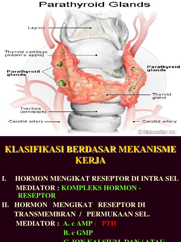 Hormon Paratiroid | PDF | Organic Compounds | Glands