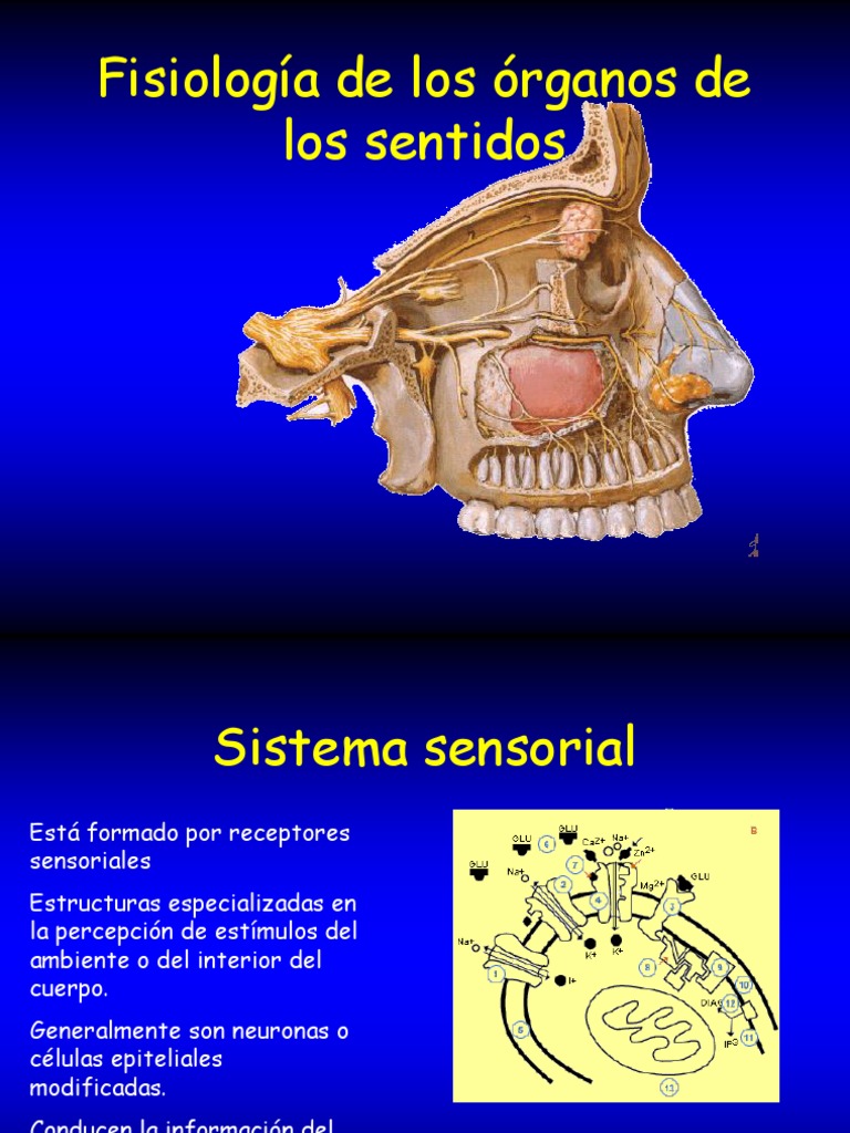 organos-de-los-sentidos.ppt | Gusto | Percepción visual | Prueba gratuita de 30 días | Scribd