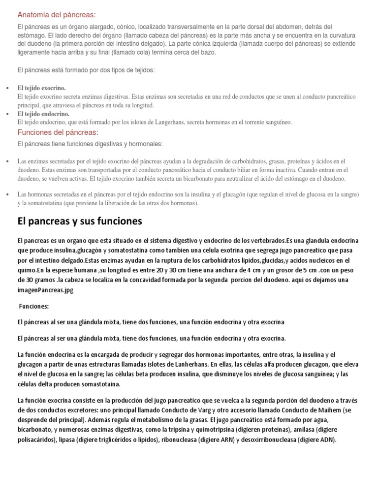 Anatomía y Funciones del Páncreas | PDF | Páncreas | Órgano (anatomía)