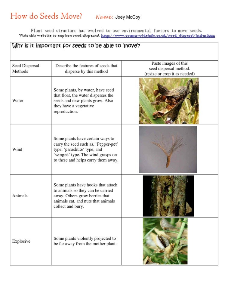 Seed Dispersal Methods Explained | PDF | Home & Garden