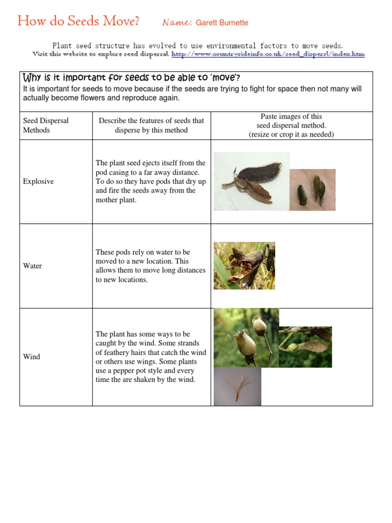 Seed Dispersal Methods Explained | PDF