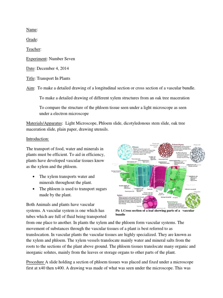 Plant Transport System Observations | PDF | Tissue (Biology) | Cell ...