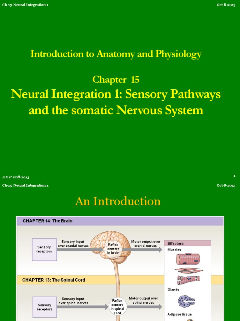 Introduction To Anatomy and Physiology: Neural Integration 1: Sensory ...