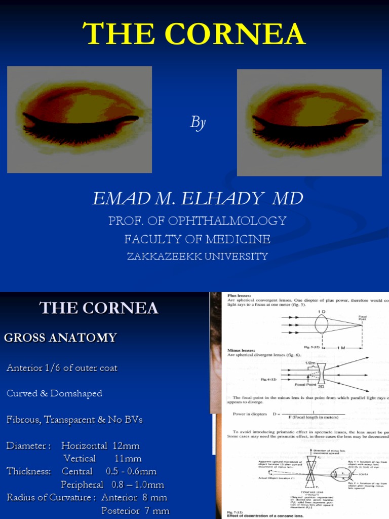 The Cornea | Cornea | Ophthalmology