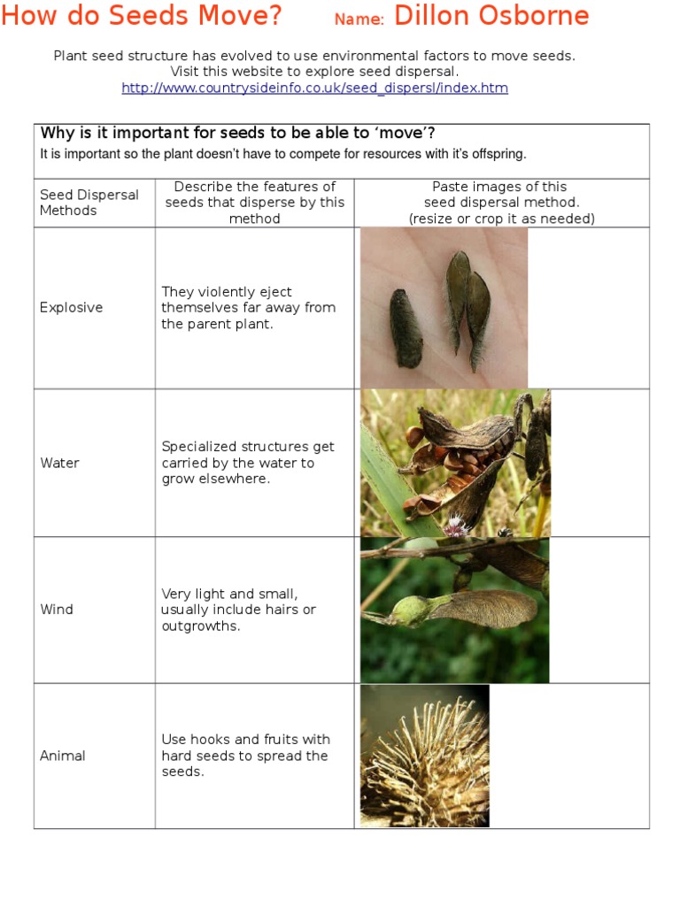 Methods of Seed Dispersal Explained | PDF