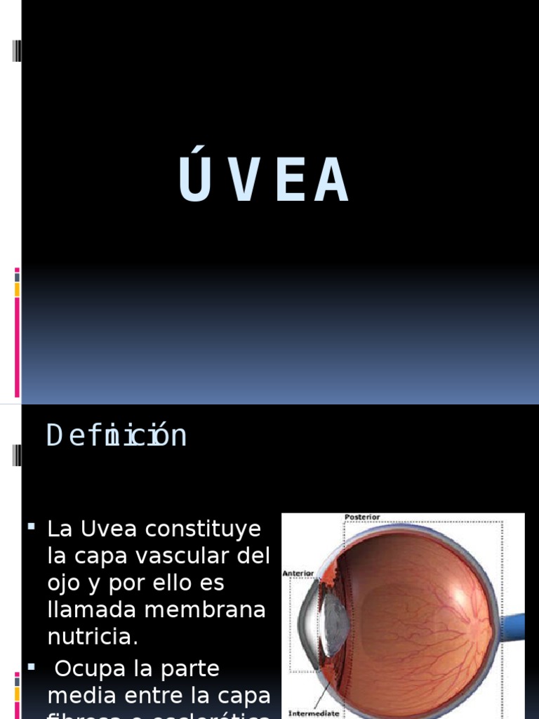 Úvea | PDF | Epitelio | Ojo humano